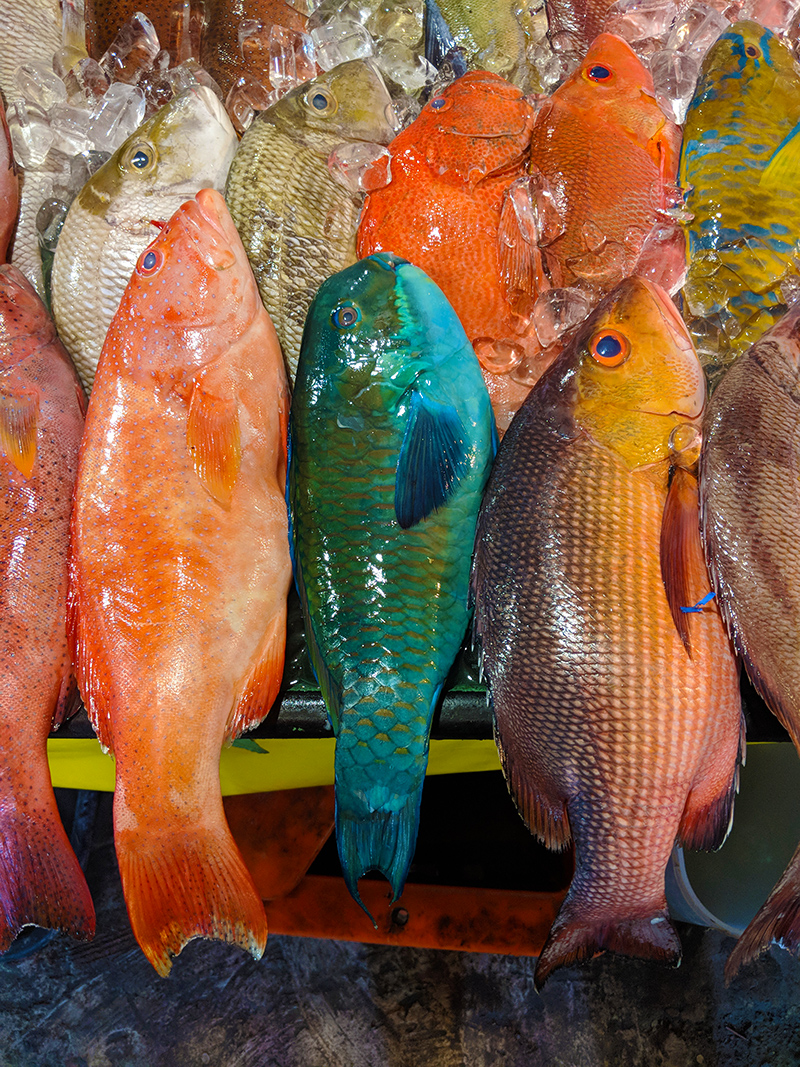 KK, BORNEO, MALAYSIA. AT THE NIGHT MARKET OF FABULOUS FISH. – Old Bird ...