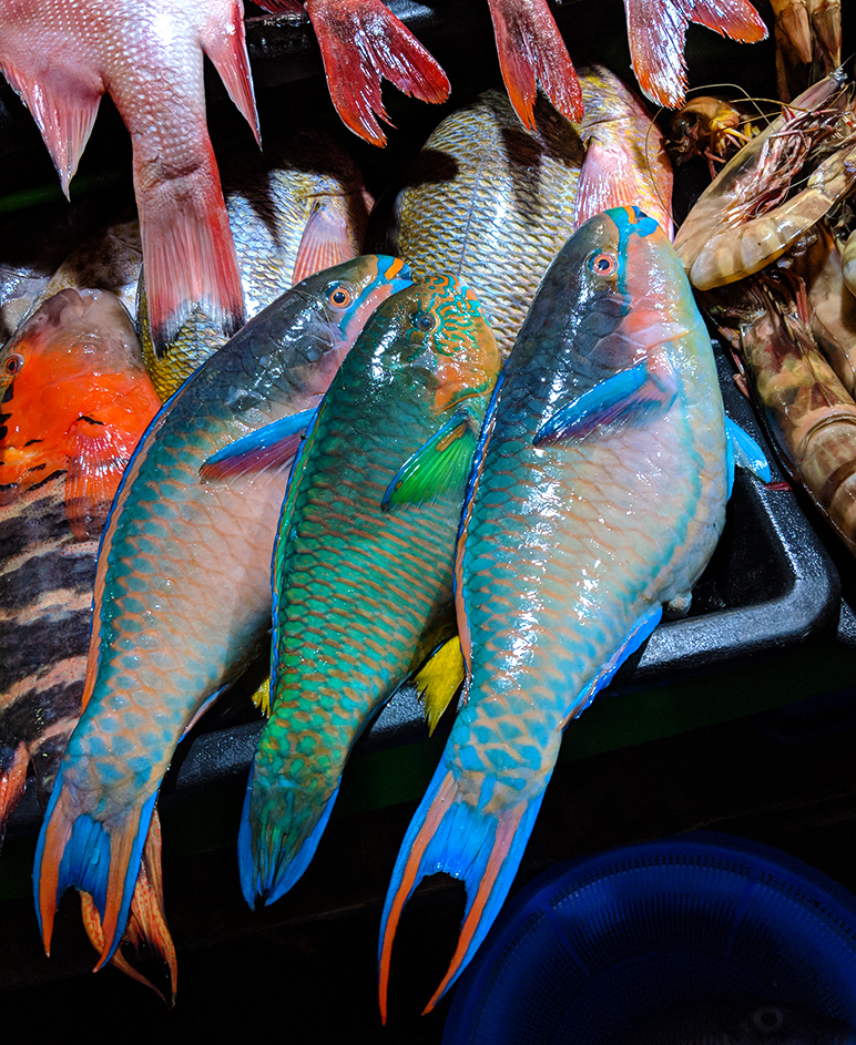 KK, BORNEO, MALAYSIA. AT THE NIGHT MARKET OF FABULOUS FISH. – Old Bird ...