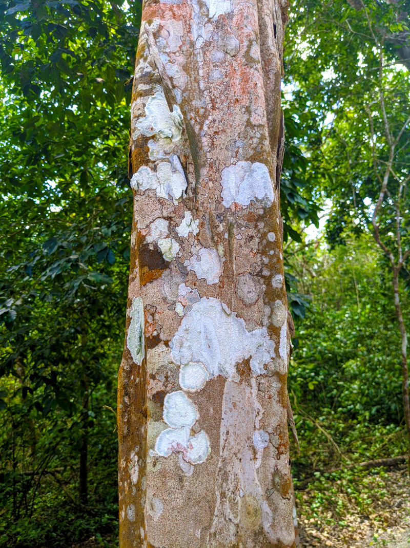 COBA mexico and name that tree! – Old Bird Travels Solo!