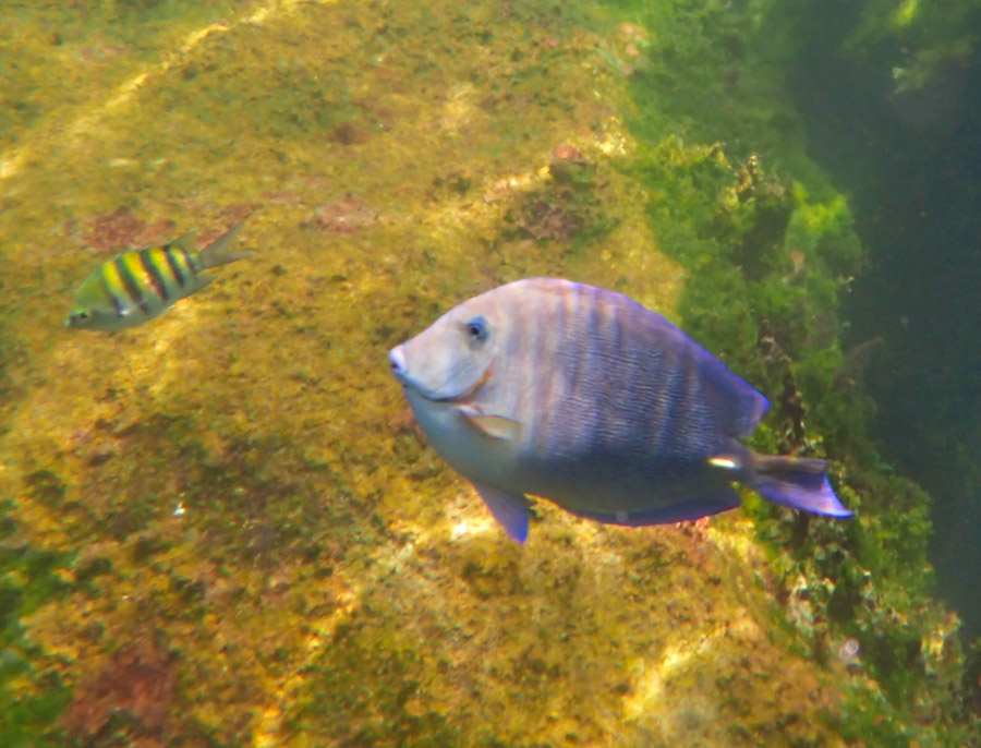 LAGOONS AND PRETTY FISH. – Old Bird Travels Solo!